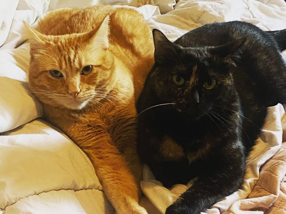 Best Animal Hospital In Fairbanks, AK | Aurora Animal Hospital