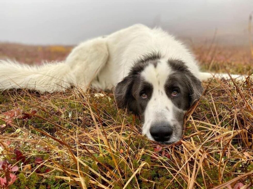 Best Animal Hospital In Fairbanks, AK | Aurora Animal Hospital